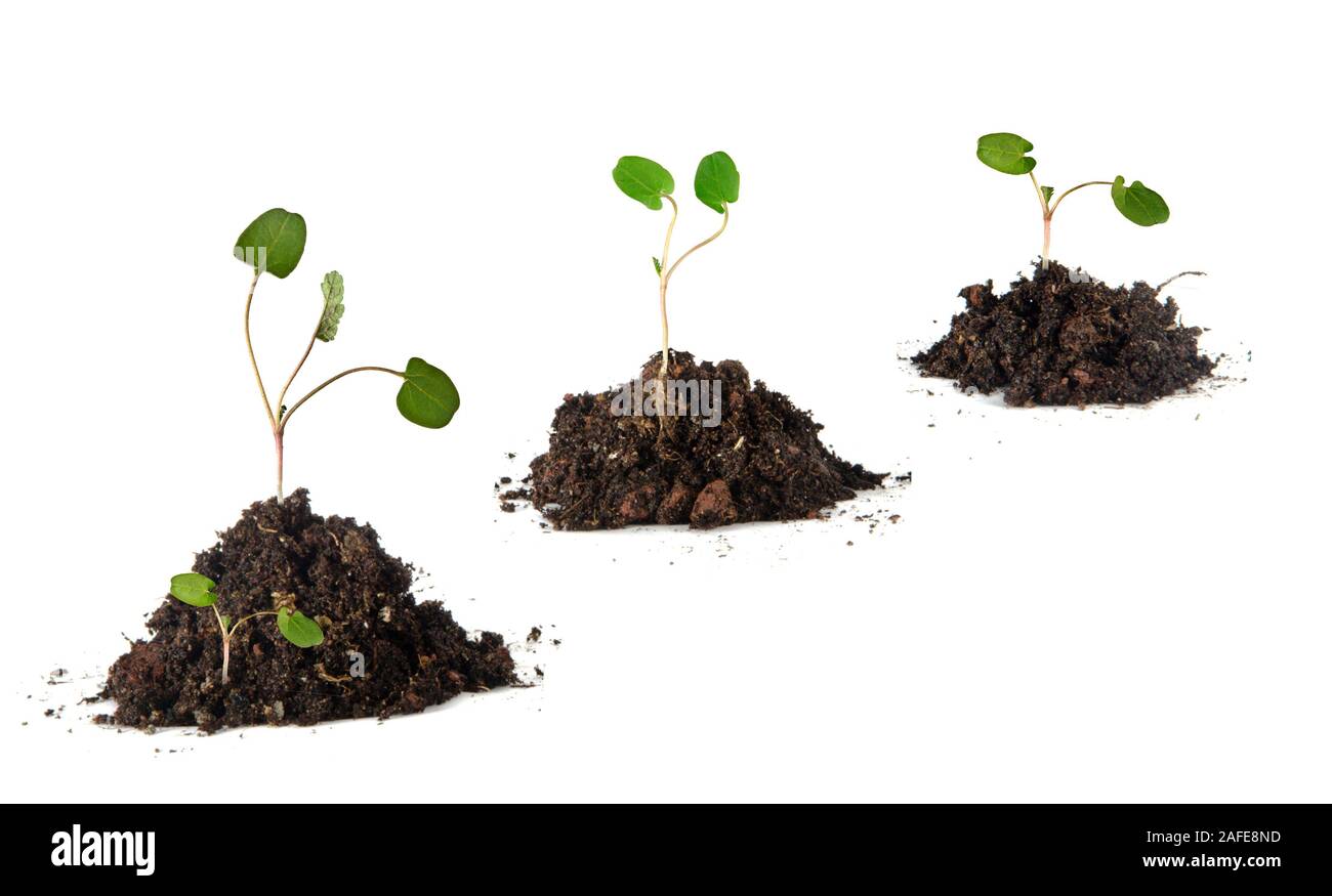 Saplings on white background Stock Photo - Alamy