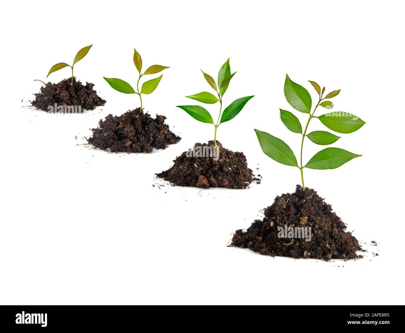 Saplings on white background Stock Photo - Alamy