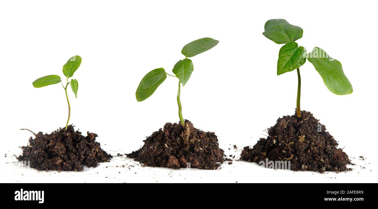 Saplings on white background Stock Photo - Alamy