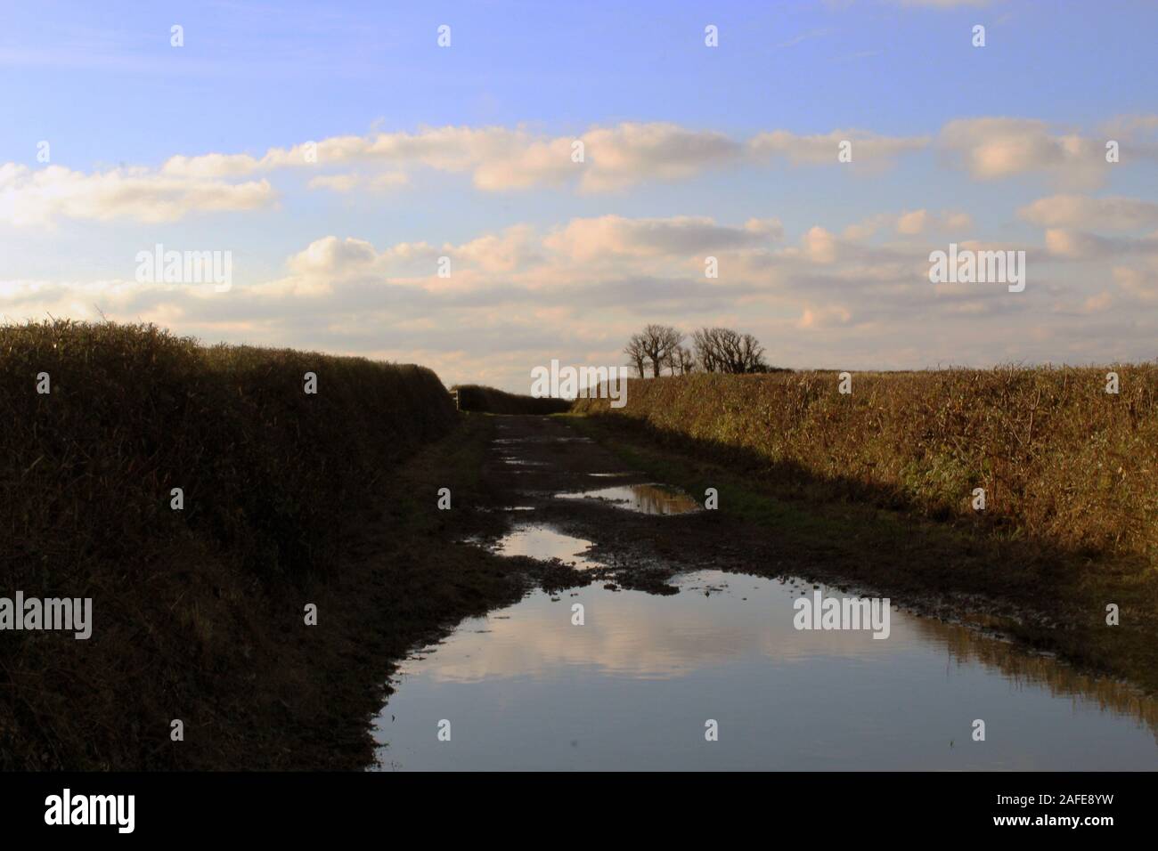 Evening muddy Path Stock Photo - Alamy
