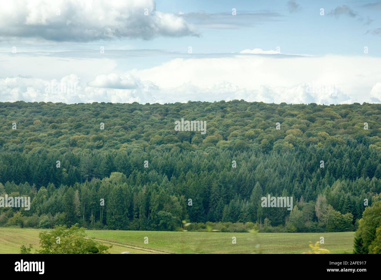 Forests of Central Europe. Deciduous forests degenerated for the most ...