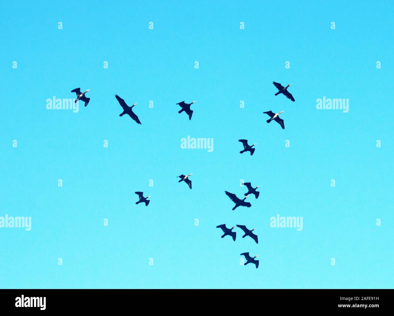 Black birds fly in a wedge. V formation of Cormorants Stock Photo - Alamy