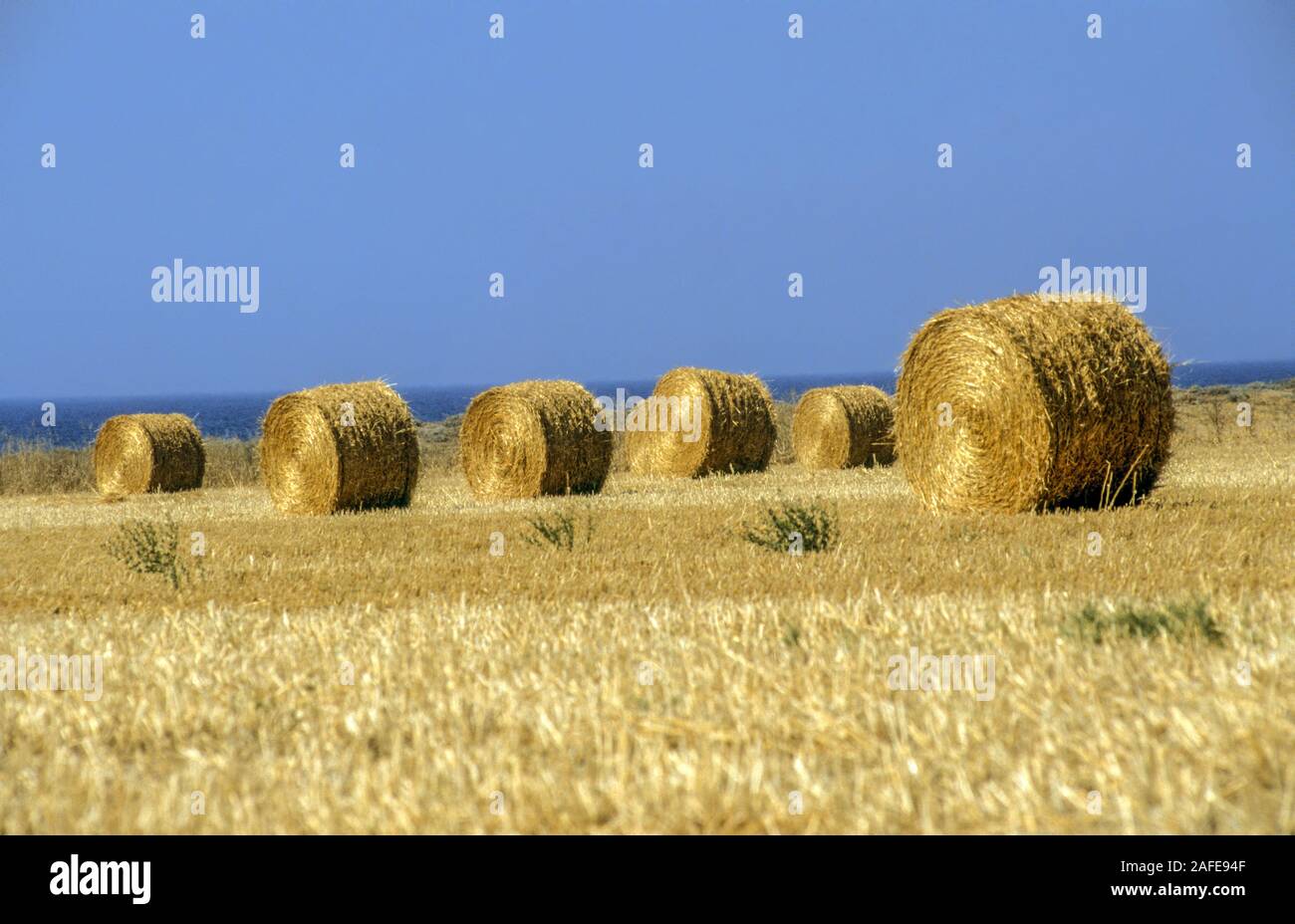 Wheat fields after grain harvest bales of straw ready for collection ...