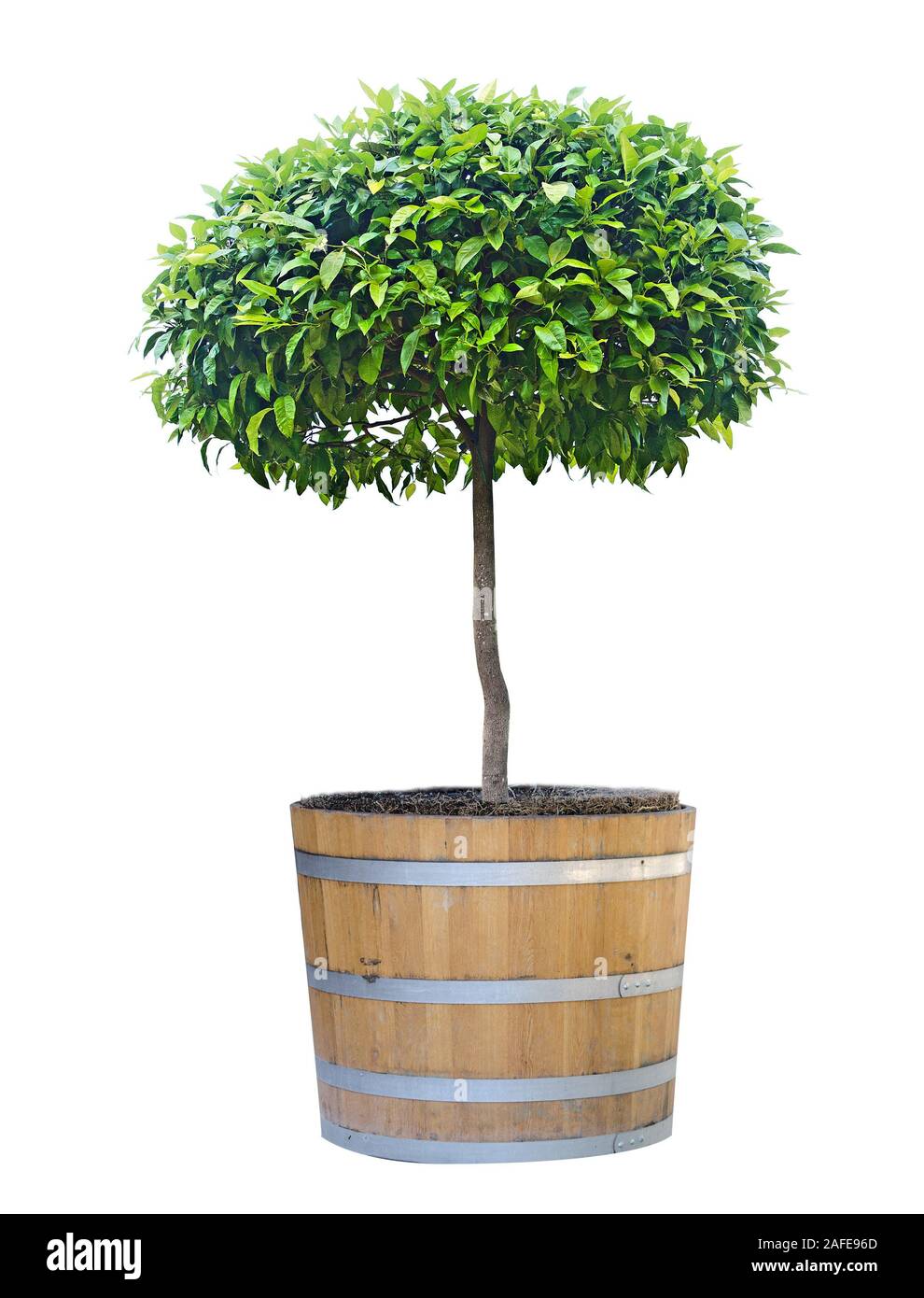 citrus tree in pot Stock Photo - Alamy