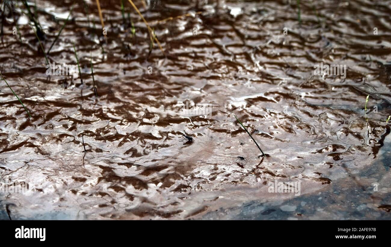 Water pollution, dehydration and stagnation in natural waters. Spring ...