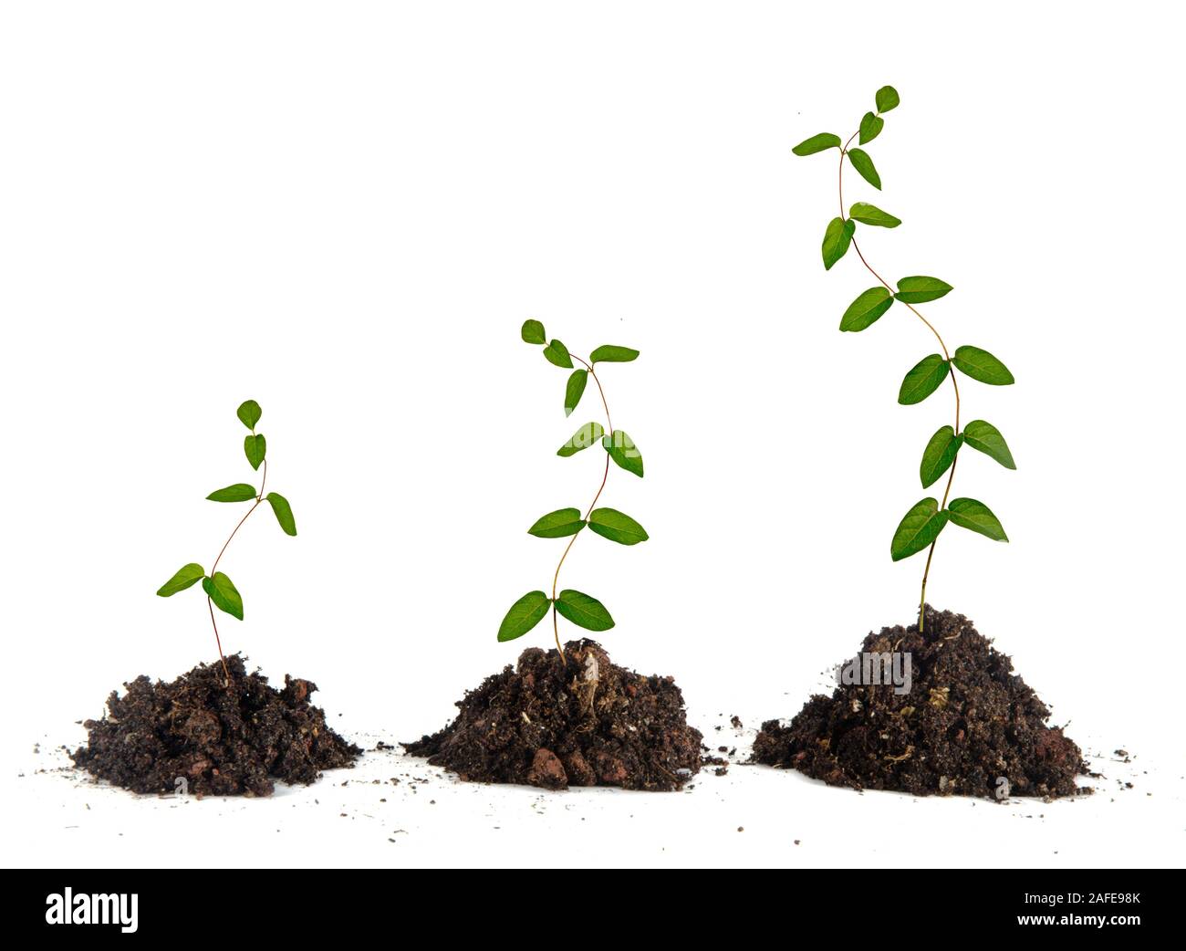 Saplings on white background Stock Photo - Alamy