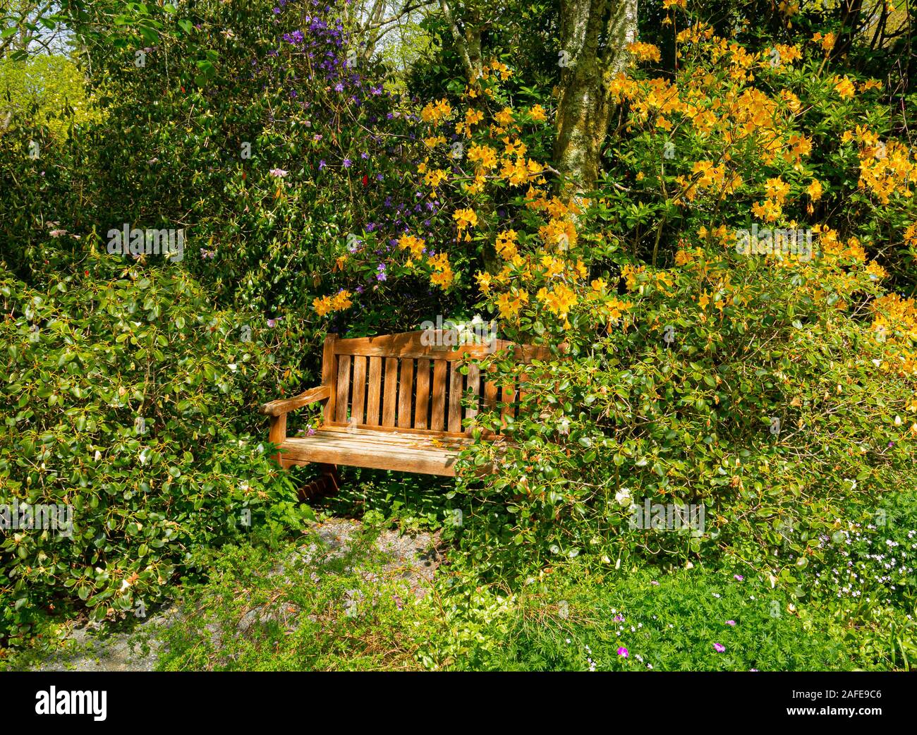 a secluded park bench surrounded by rhododendron bushes and shrubs as ...