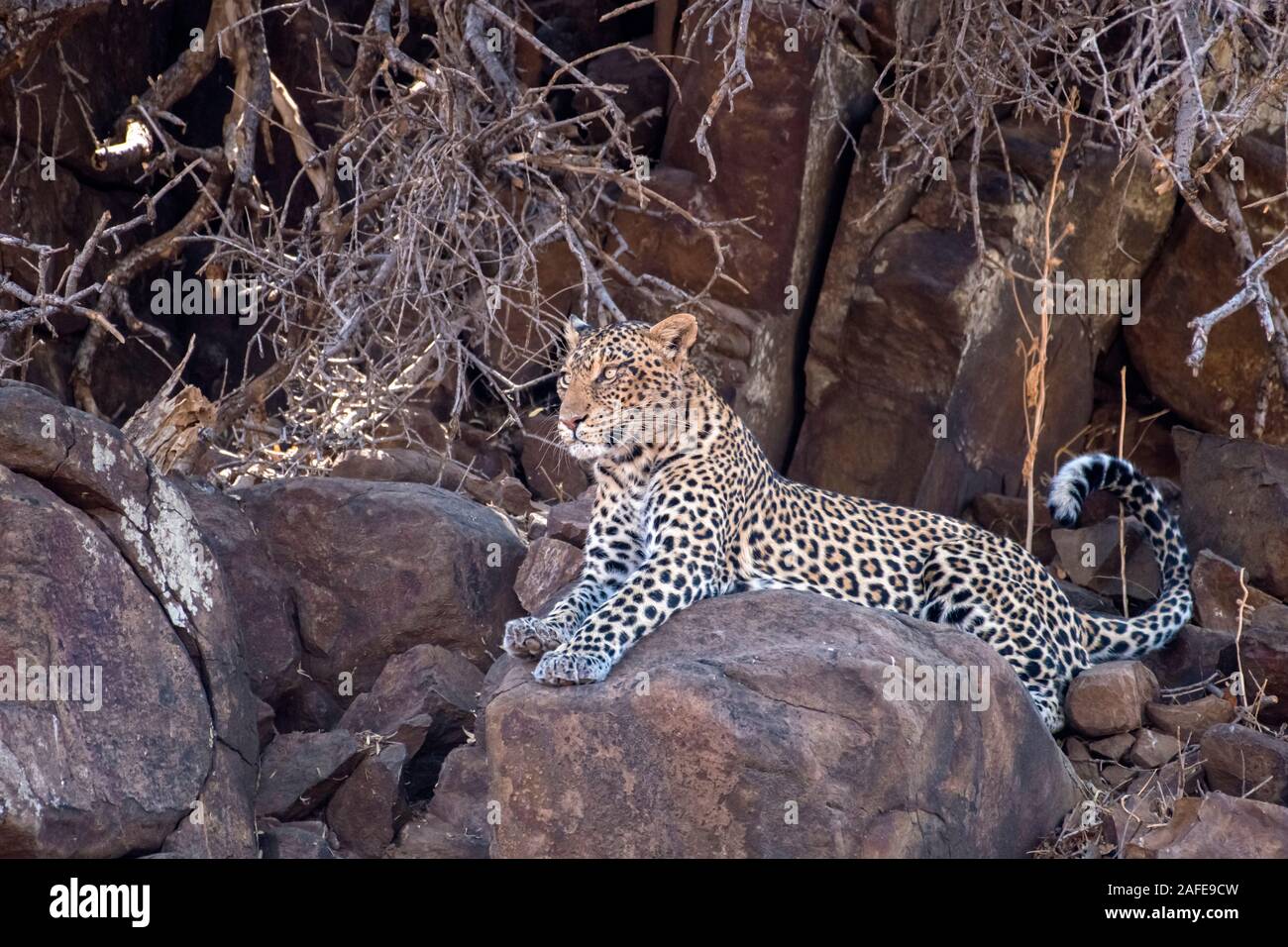 Tree roots in the rock hi-res stock photography and images - Alamy