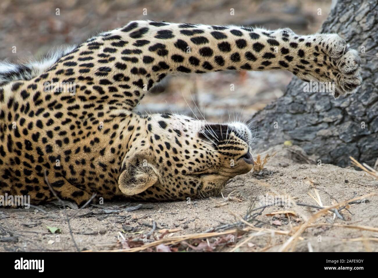 Unusual safari hi-res stock photography and images - Alamy