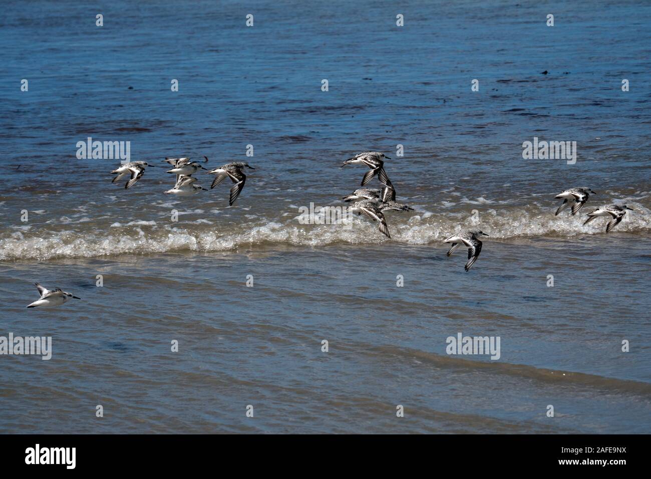Plage de Kersiguenou en Presqu'ile de Crozon, Finistere Stock Photo - Alamy