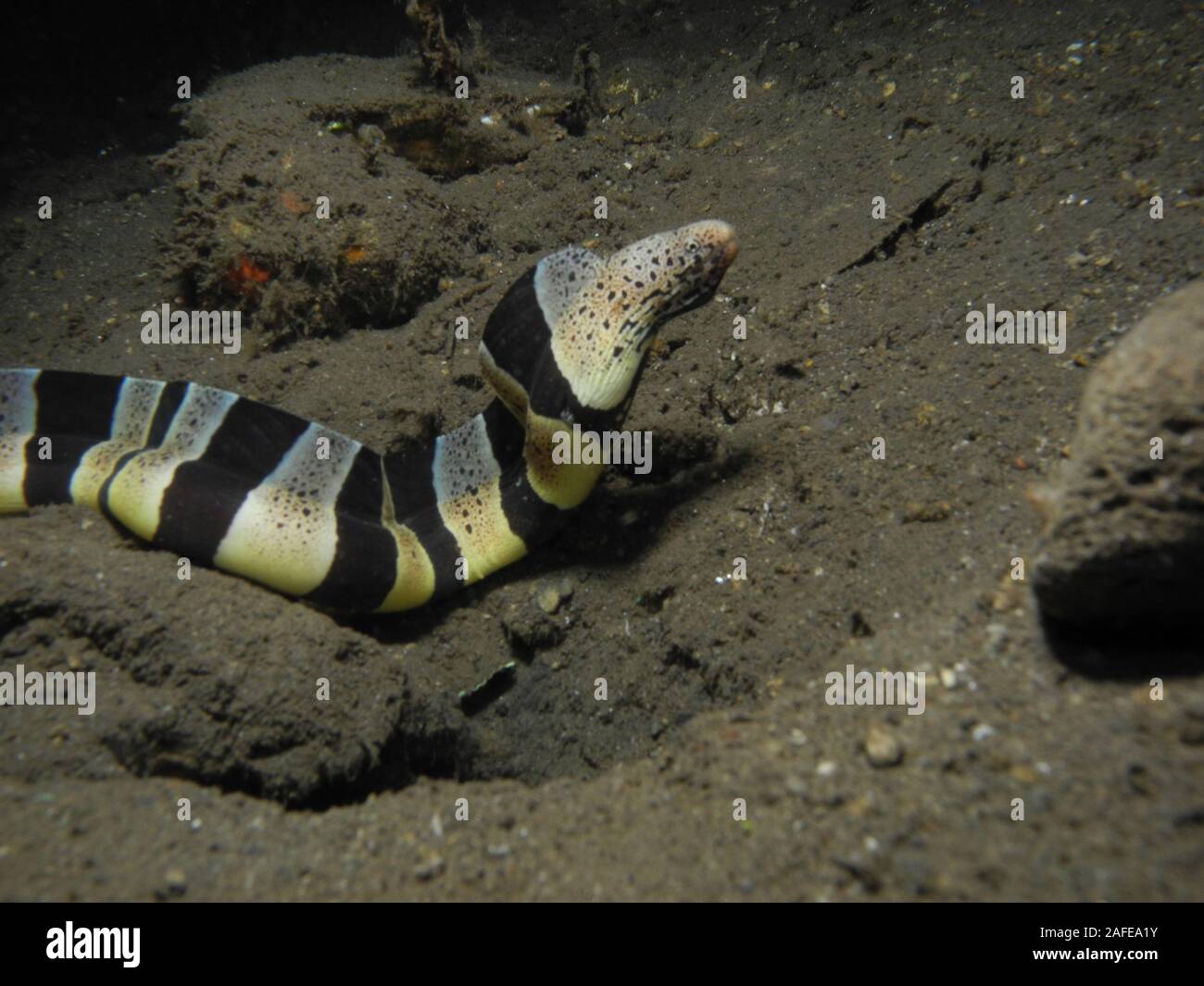 Muck Diving, Banda Sea, Indonesia Stock Photo - Alamy