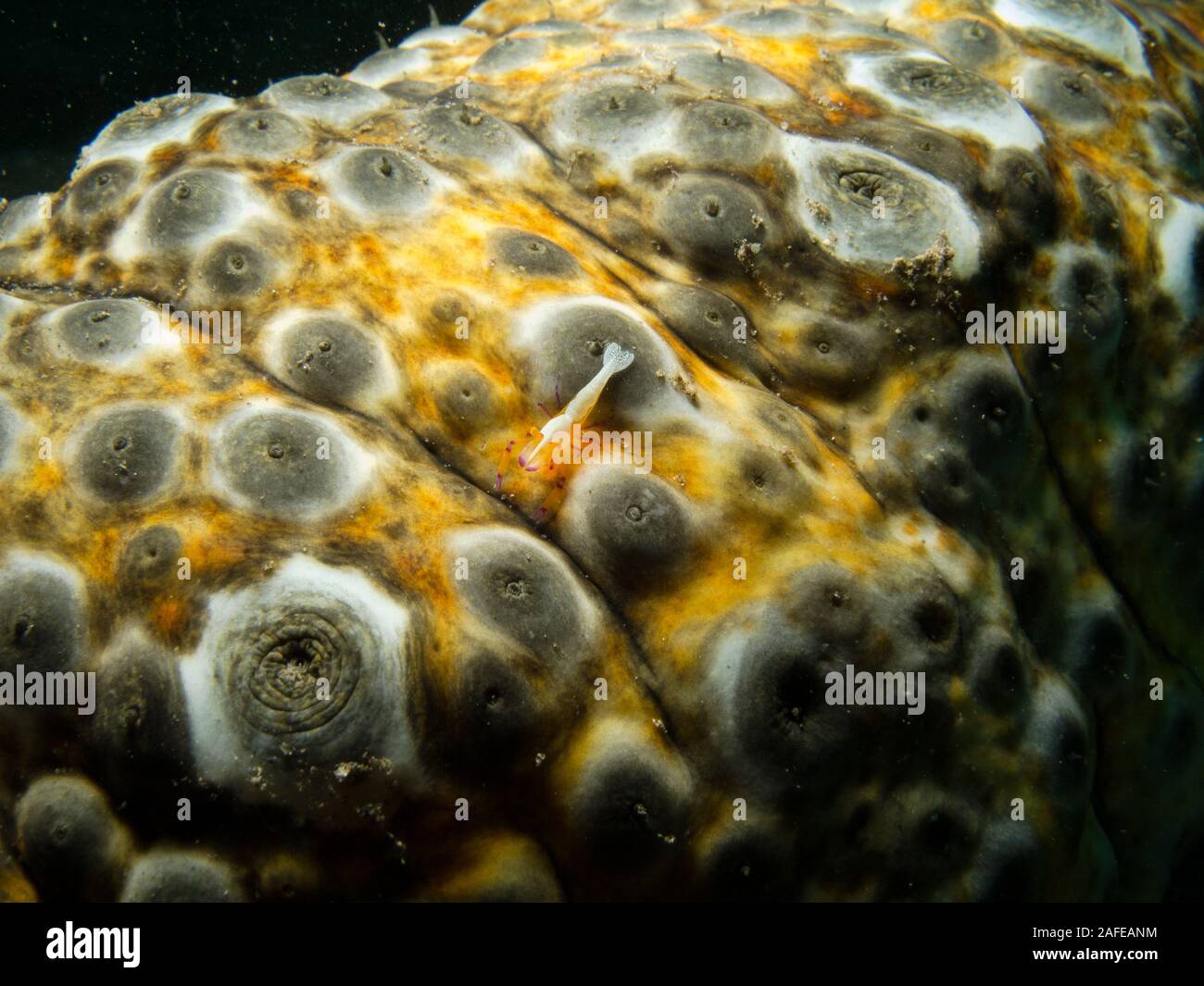 Traveling Banda Sea, Indonesia Stock Photo - Alamy