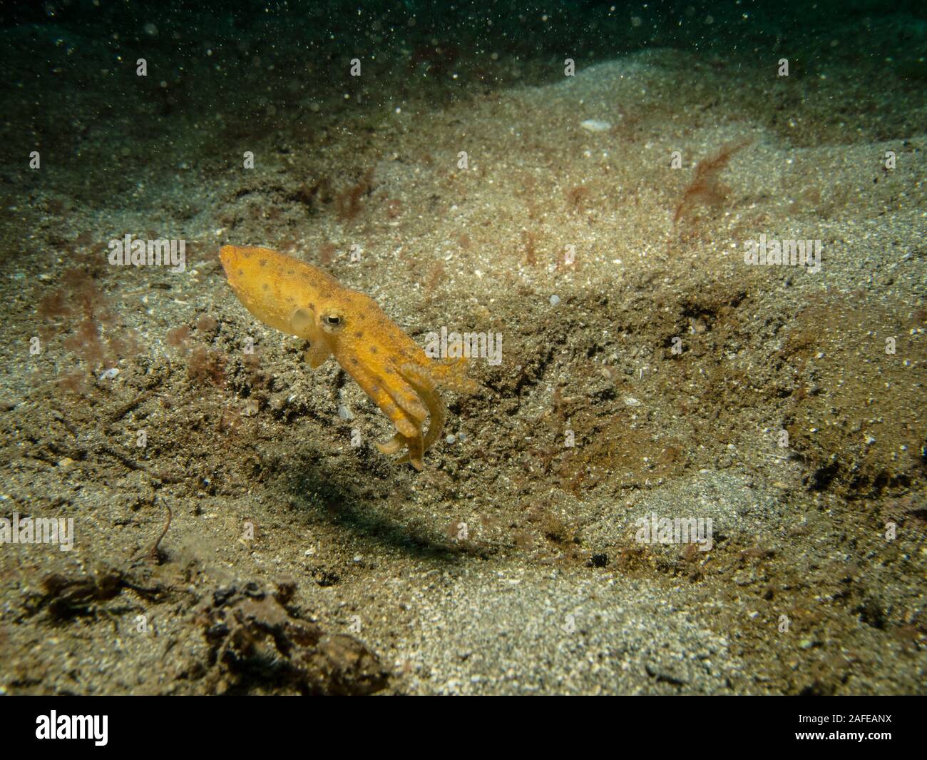 Blue ringed octopus indonesia hi-res stock photography and images - Alamy