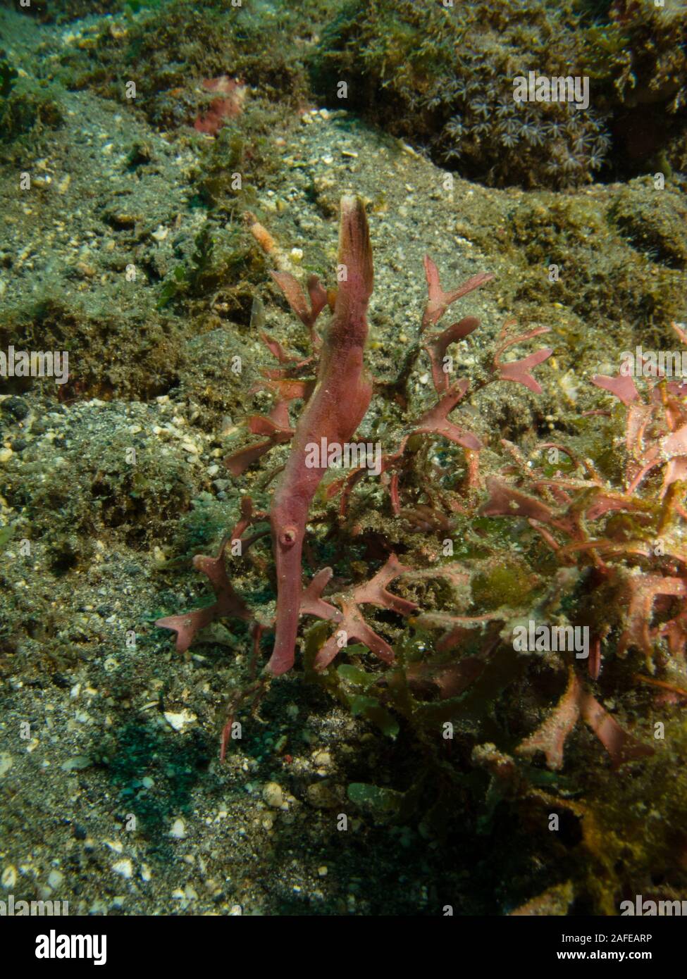 Traveling Banda Sea, Indonesia Stock Photo - Alamy