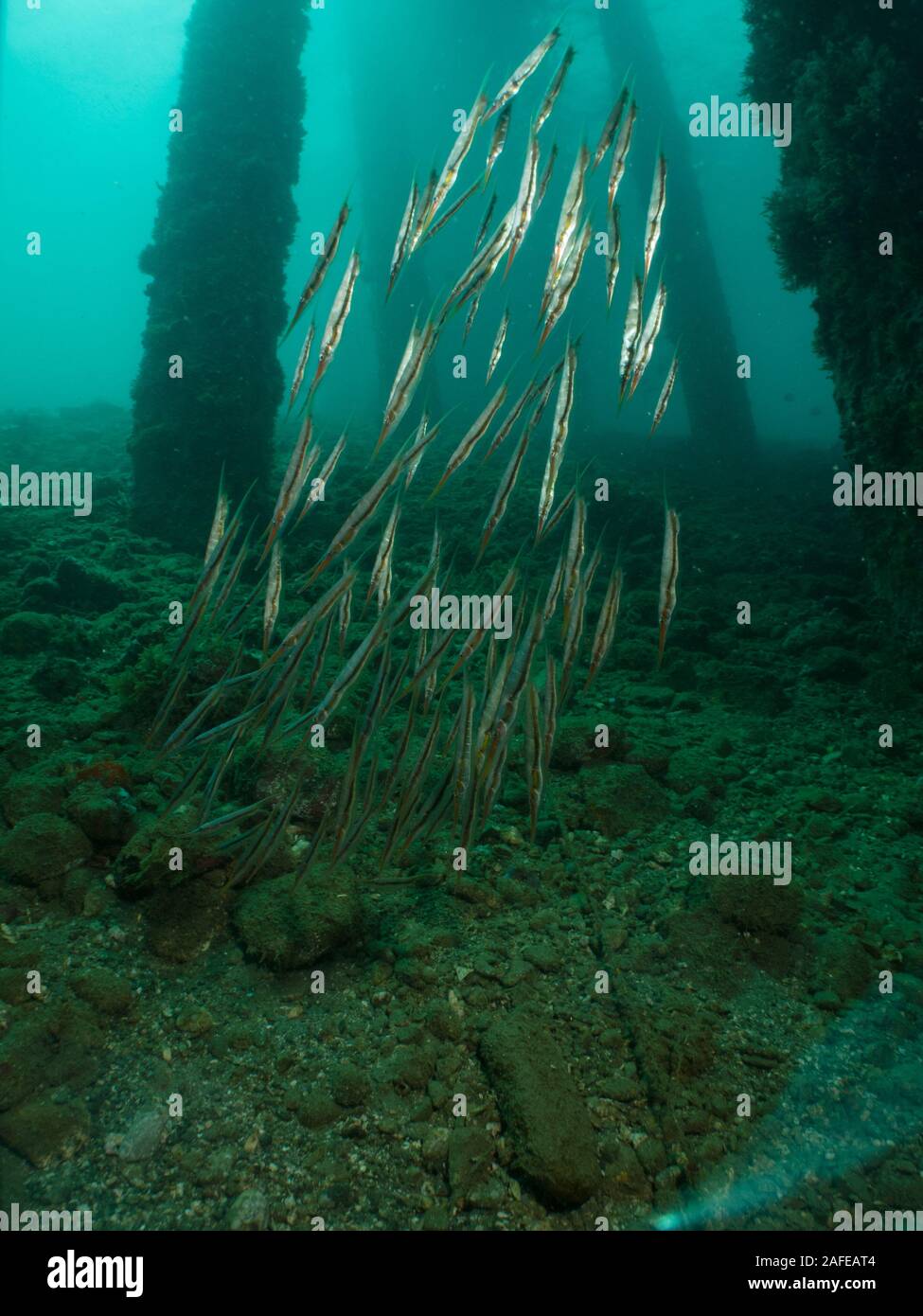 Razor Fish High Resolution Stock Photography and Images - Alamy