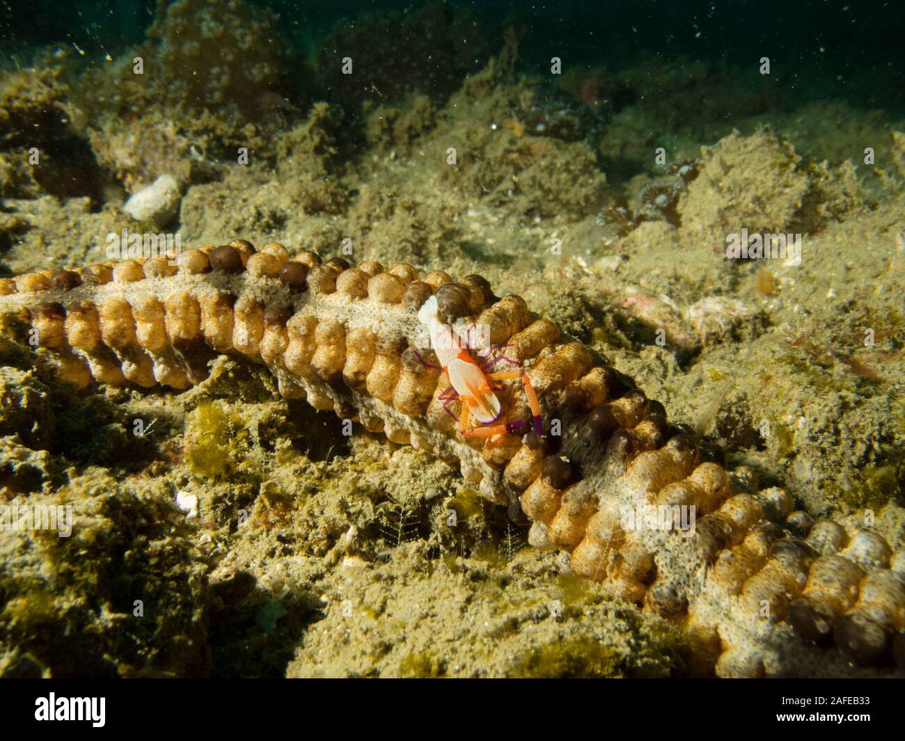 Reef life - Banda Sea, Indonesia Stock Photo - Alamy