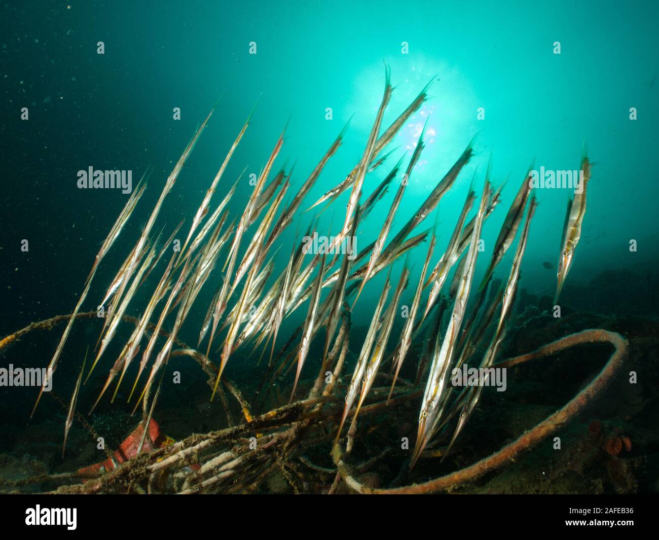 Razor fish hi-res stock photography and images - Alamy
