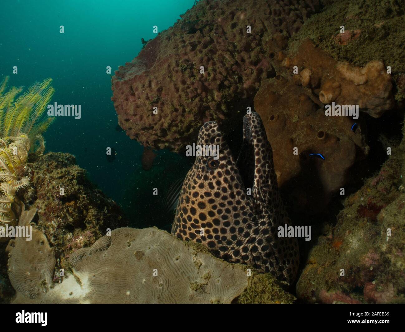 Traveling Banda Sea, Indonesia Stock Photo - Alamy