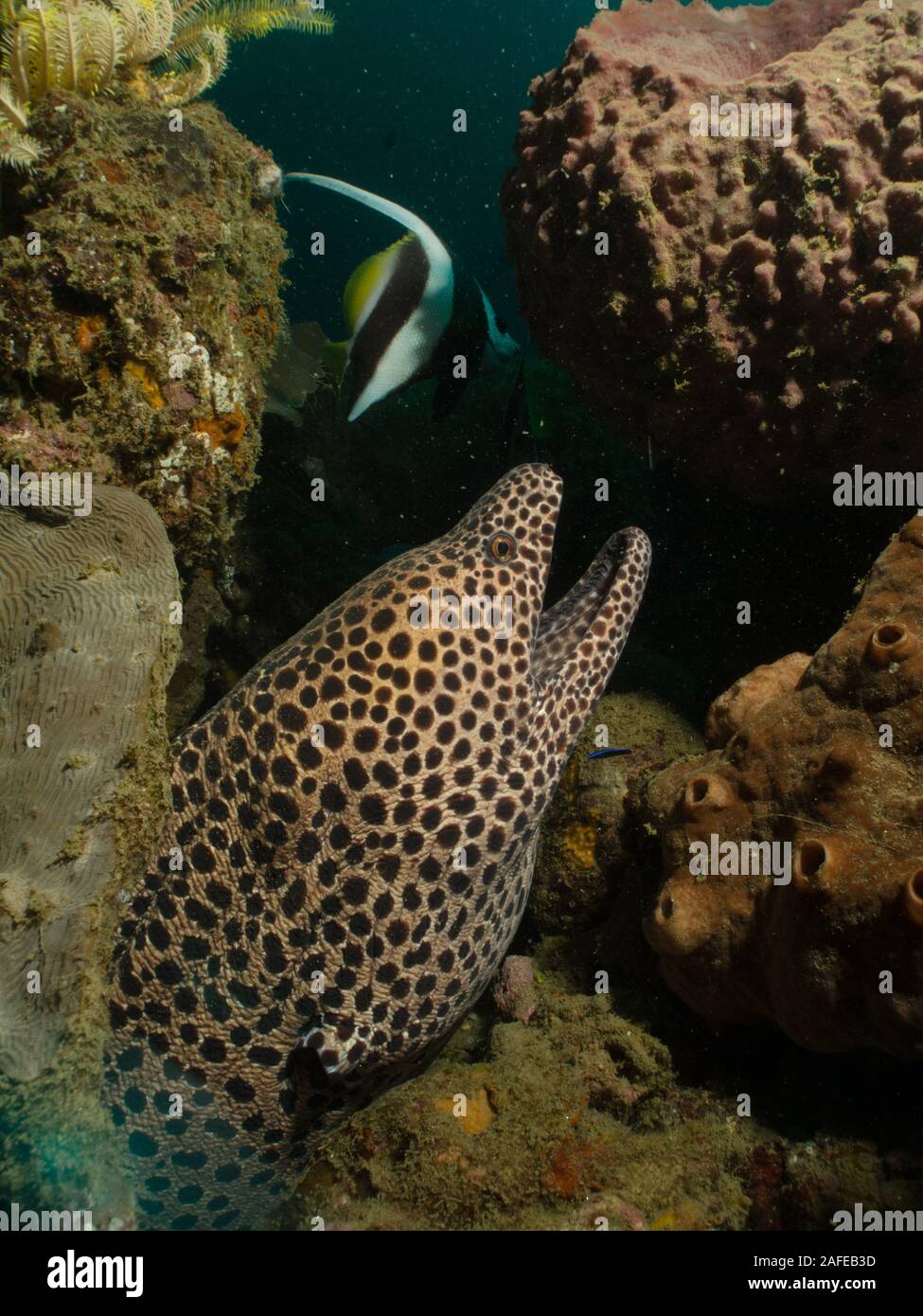 Traveling Banda Sea, Indonesia Stock Photo - Alamy