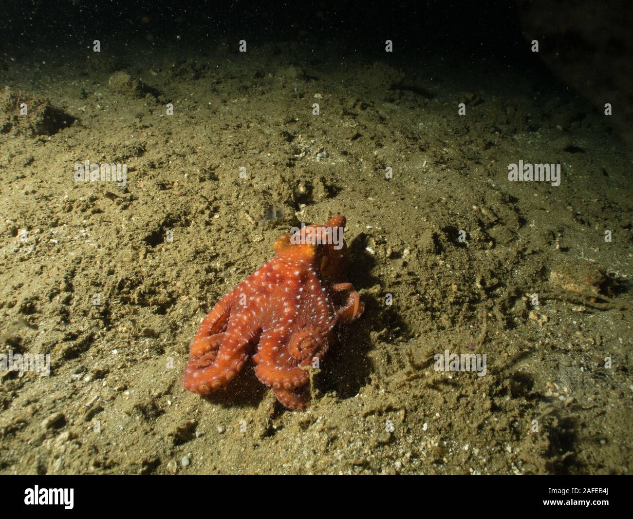 Reef life - Banda Sea, Indonesia Stock Photo - Alamy