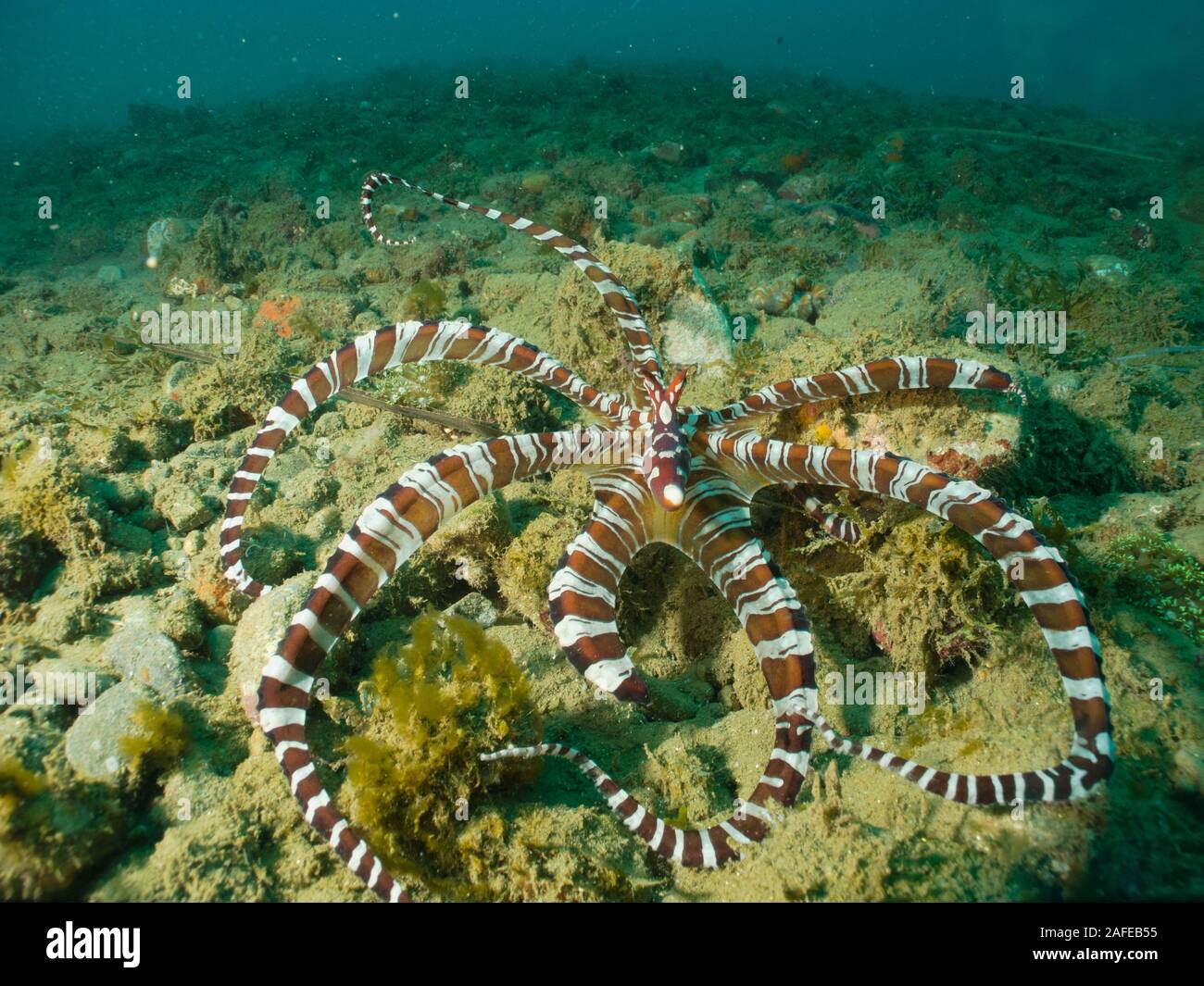 Octopus photogenicus hi-res stock photography and images - Alamy