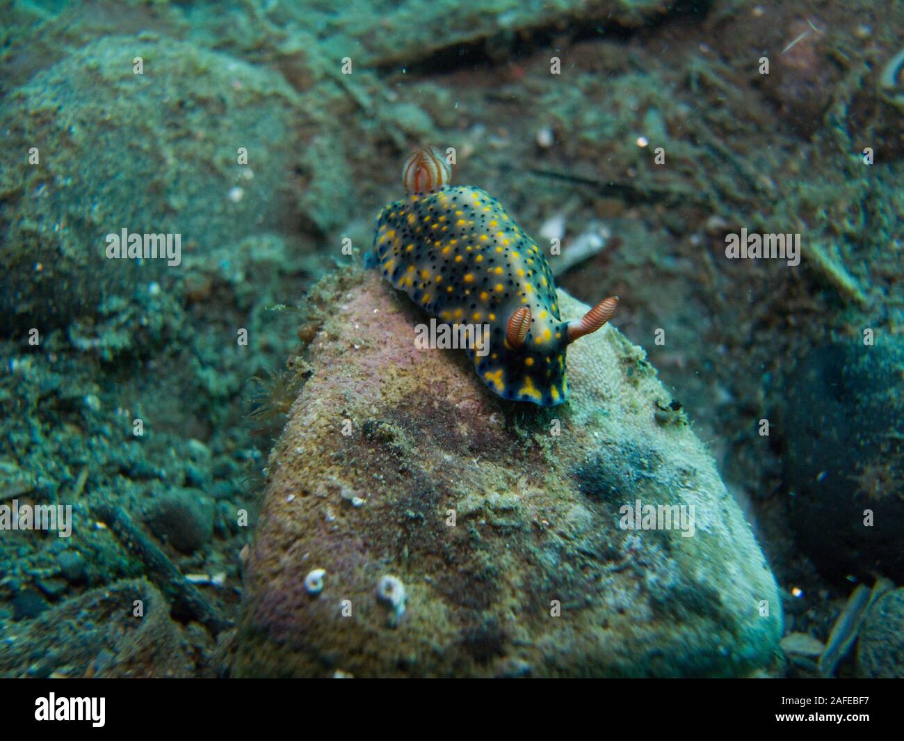 Traveling Banda Sea, Indonesia Stock Photo - Alamy