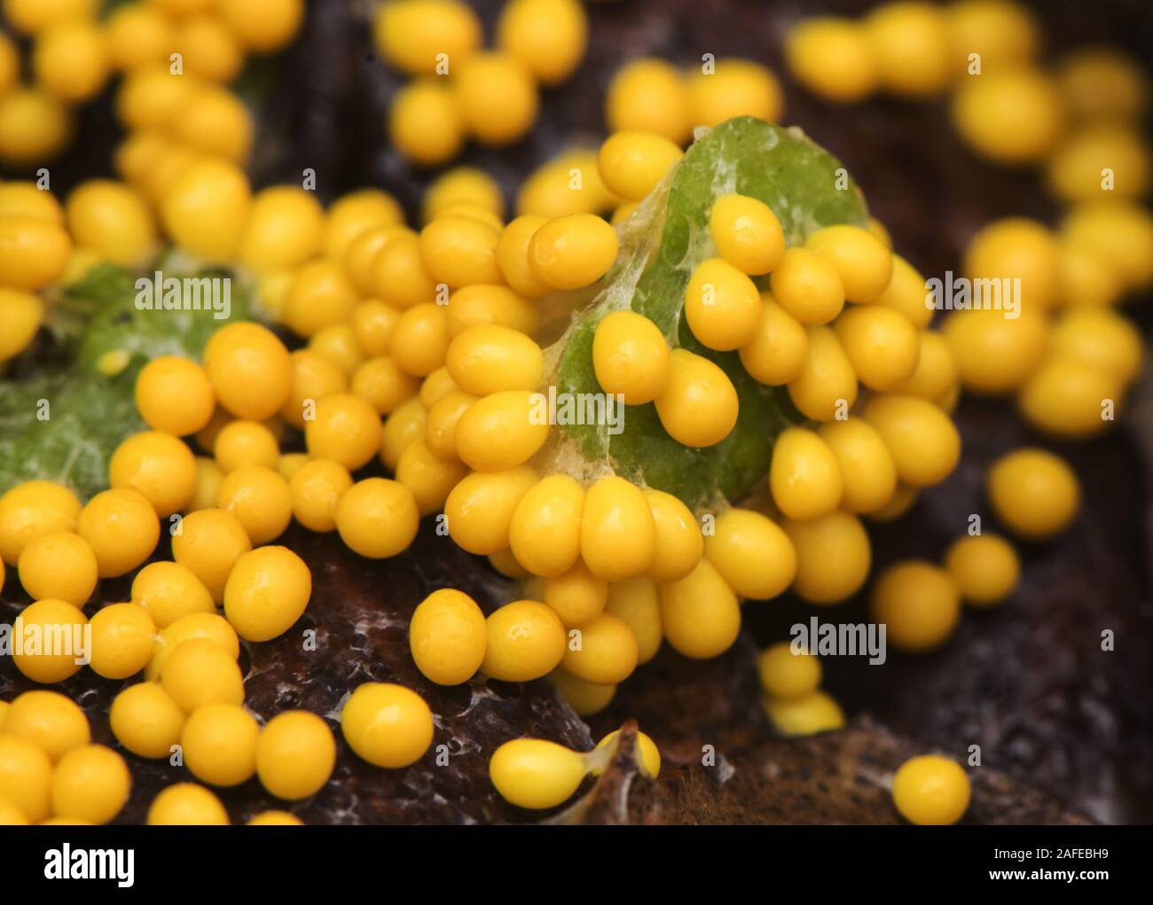 Multicellular Or Colonial Protist High Resolution Stock Photography and ...