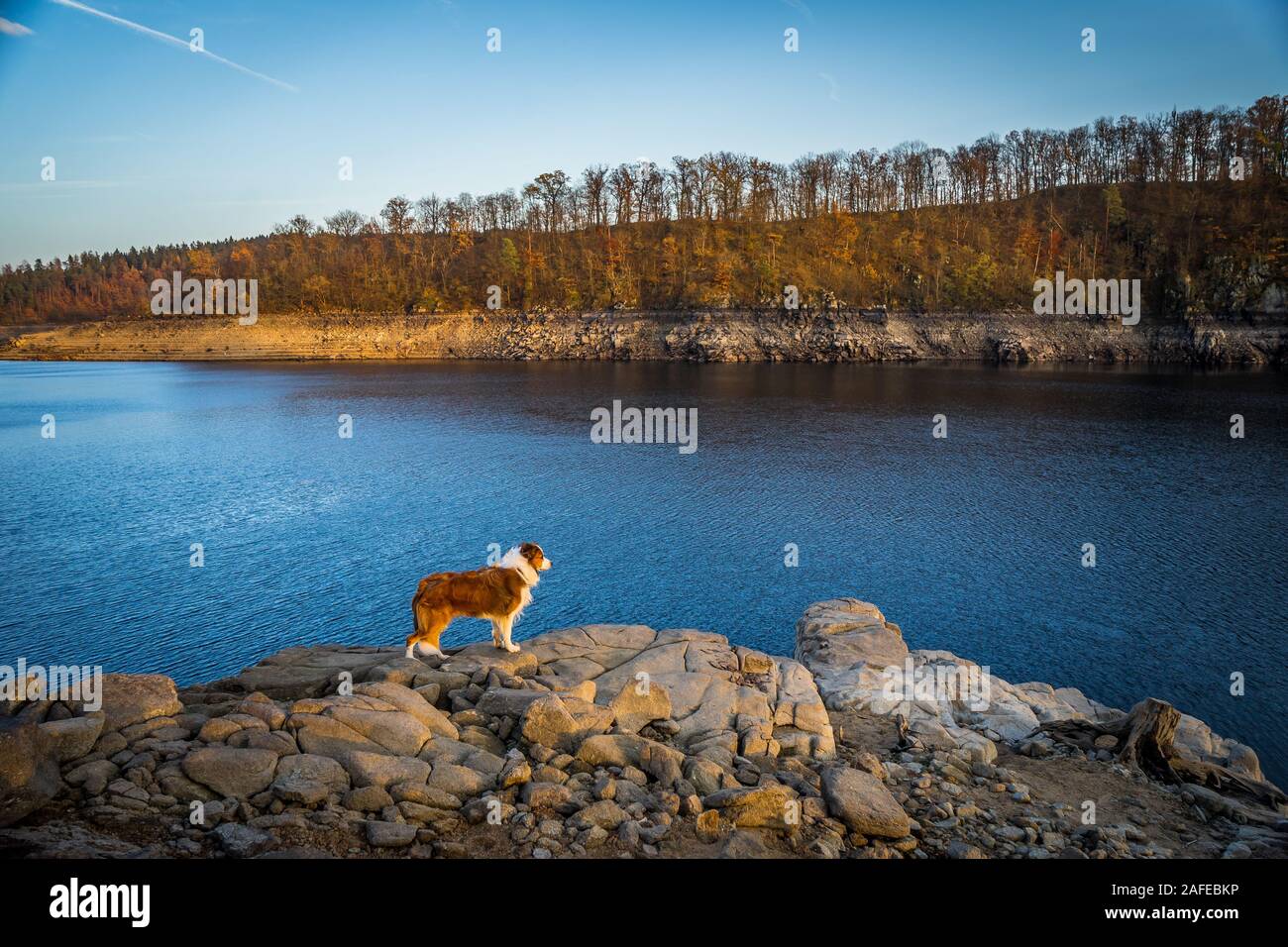 The border collie is a working and herding dog breed developed in the ...