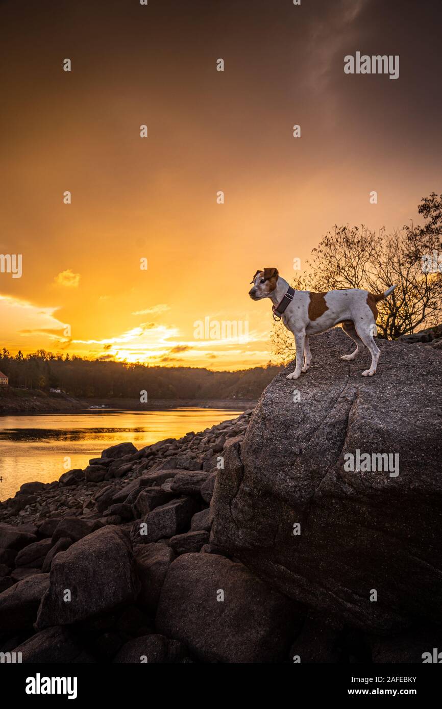 The border collie is a working and herding dog breed developed in the ...