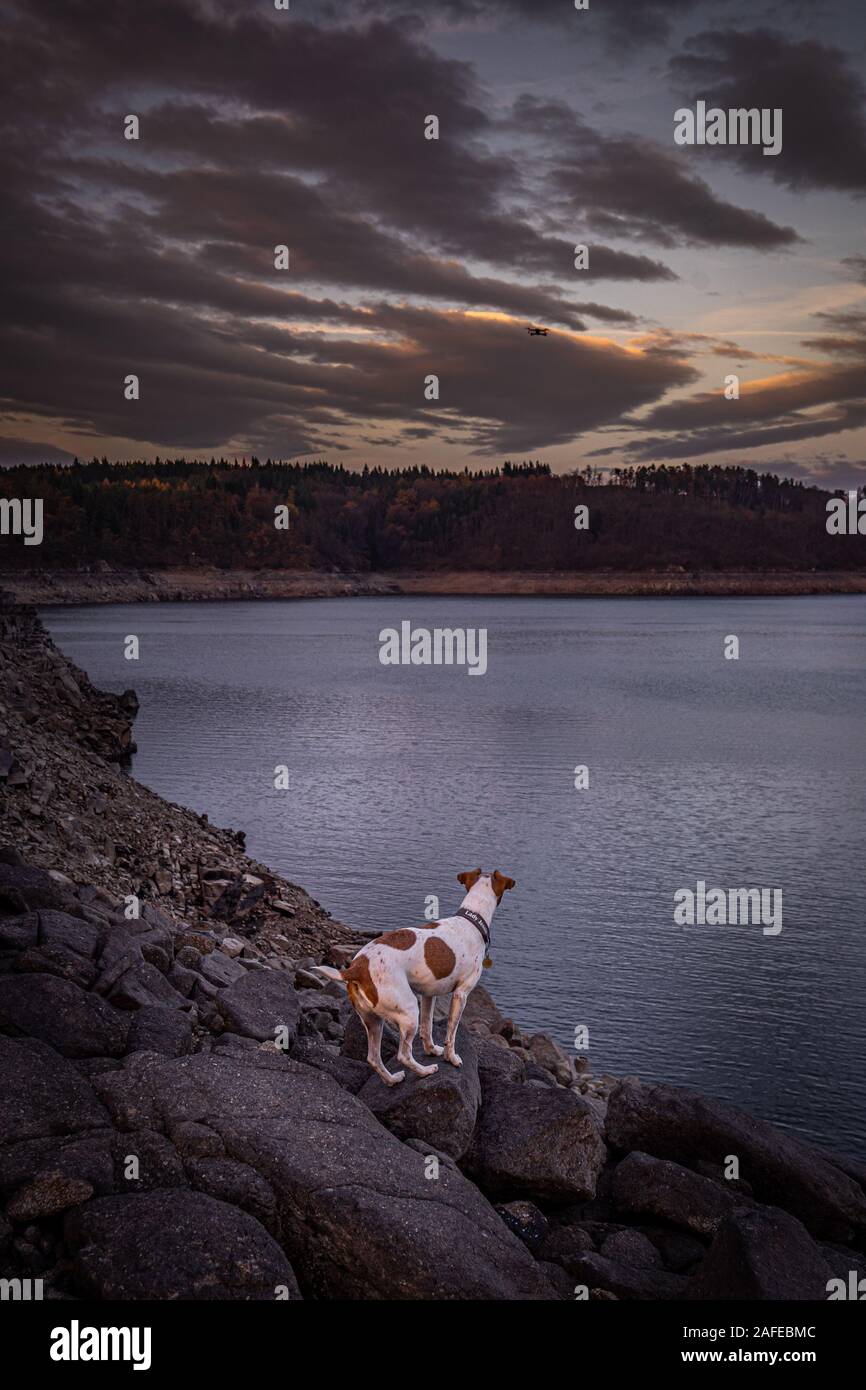 The border collie is a working and herding dog breed developed in the ...