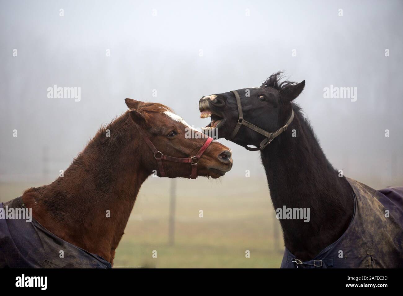 Horse playing hi-res stock photography and images - Alamy