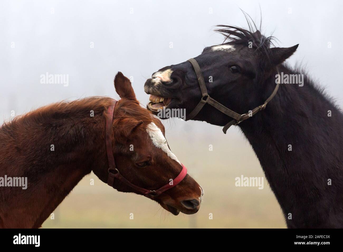Horse playing hi-res stock photography and images - Alamy