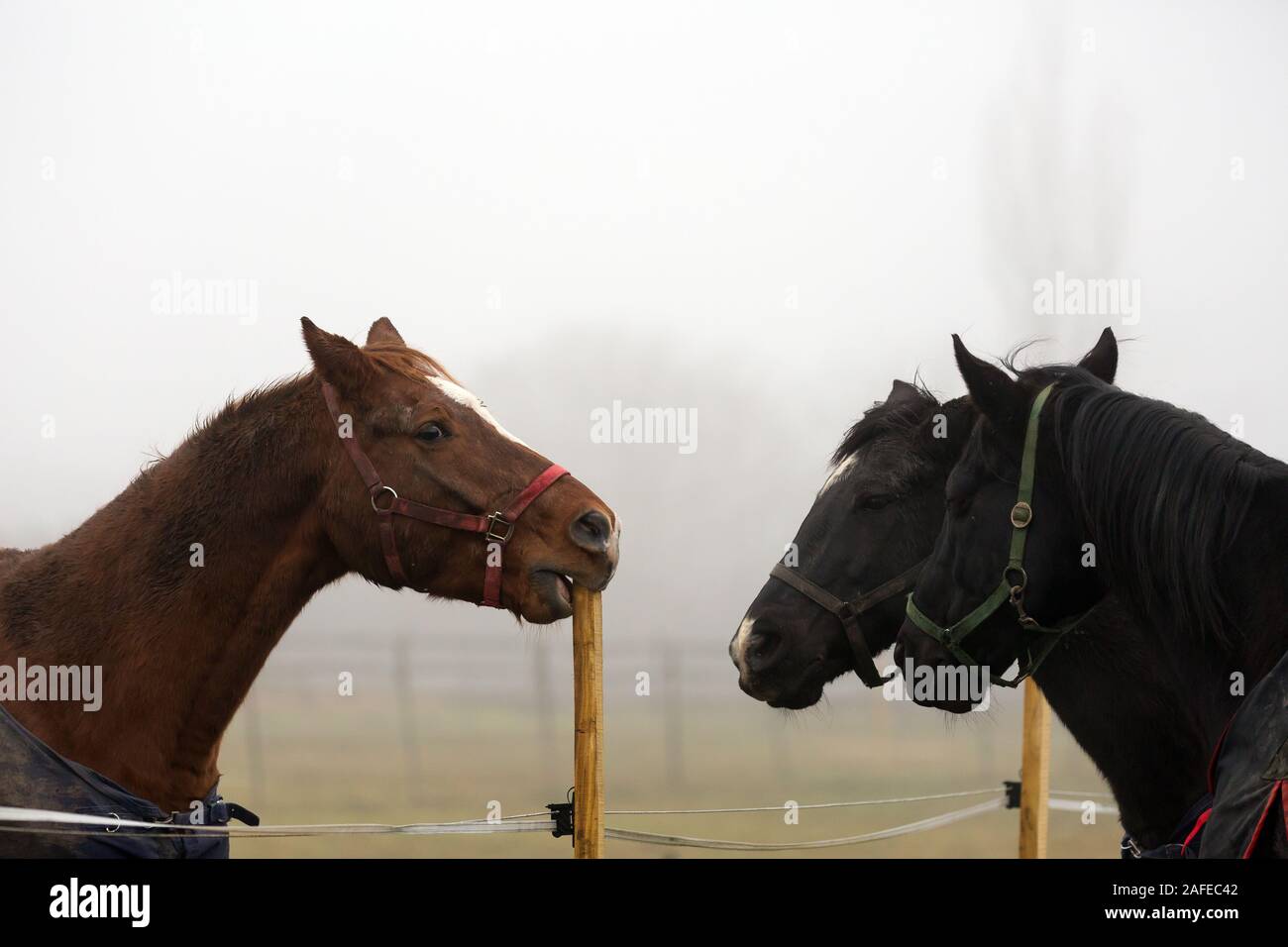 Horse playing hi-res stock photography and images - Alamy