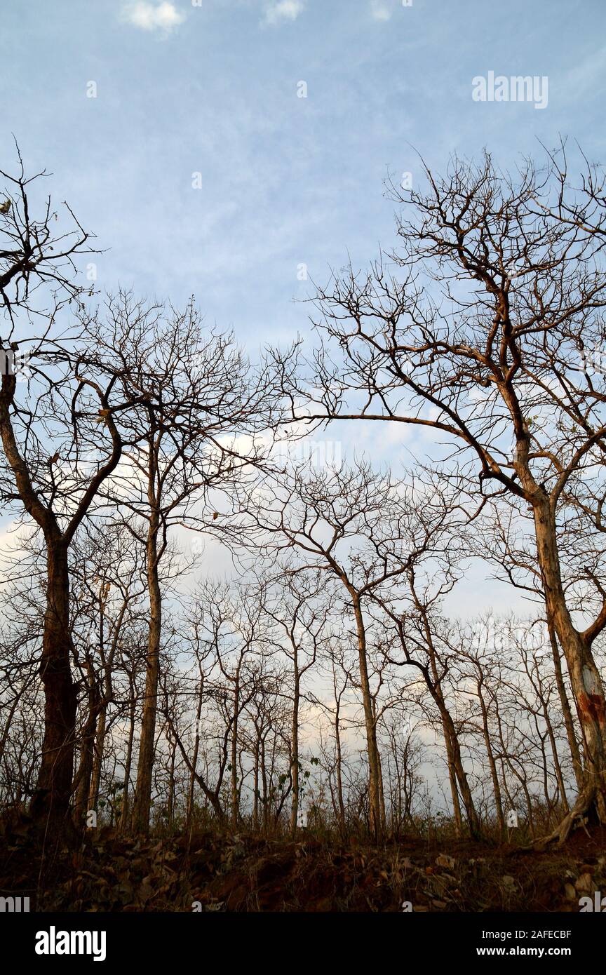 Beautiful Landscape with trees Stock Photo - Alamy