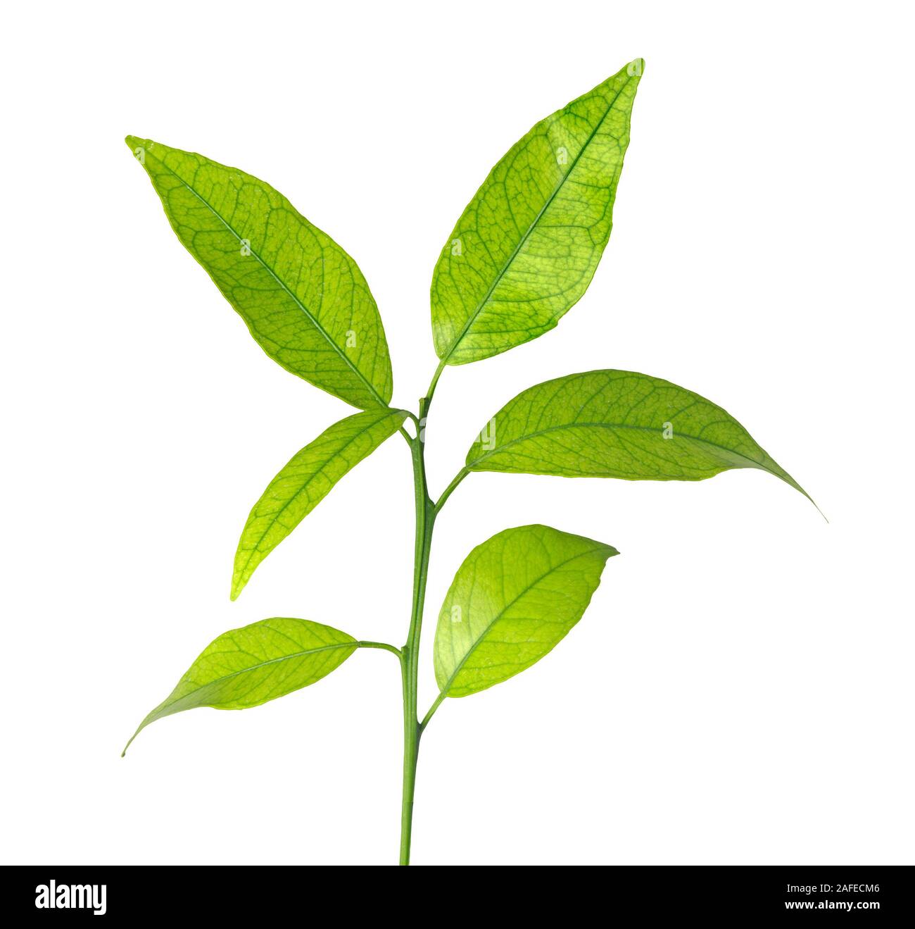 Citrus seedling hi-res stock photography and images - Alamy