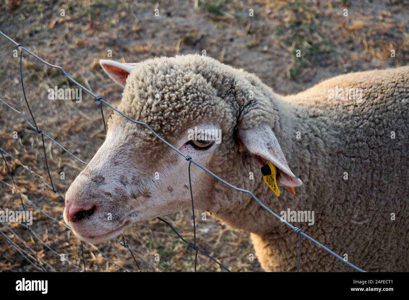 Farming outdoor with sheep in nature on meadow Stock Photo - Alamy