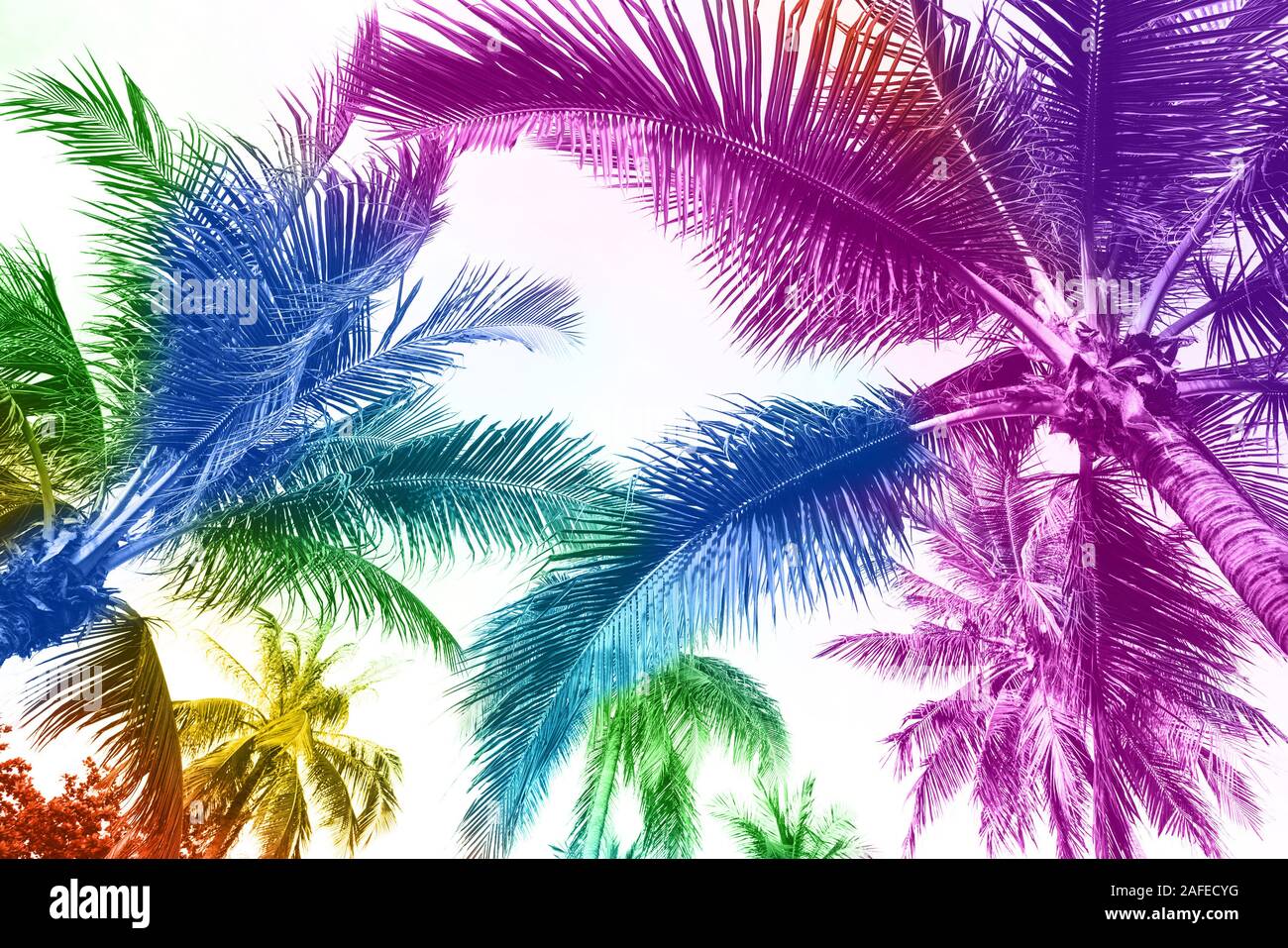 Rainbow colored palm trees on white background. Vacation concept Stock ...