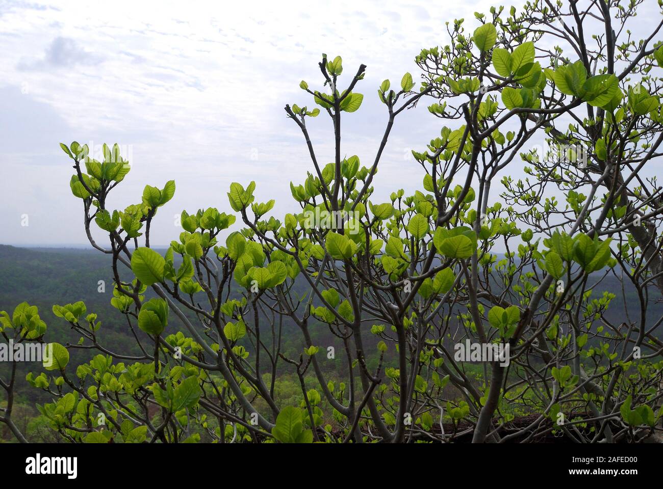 Beautiful Landscape with trees Stock Photo - Alamy