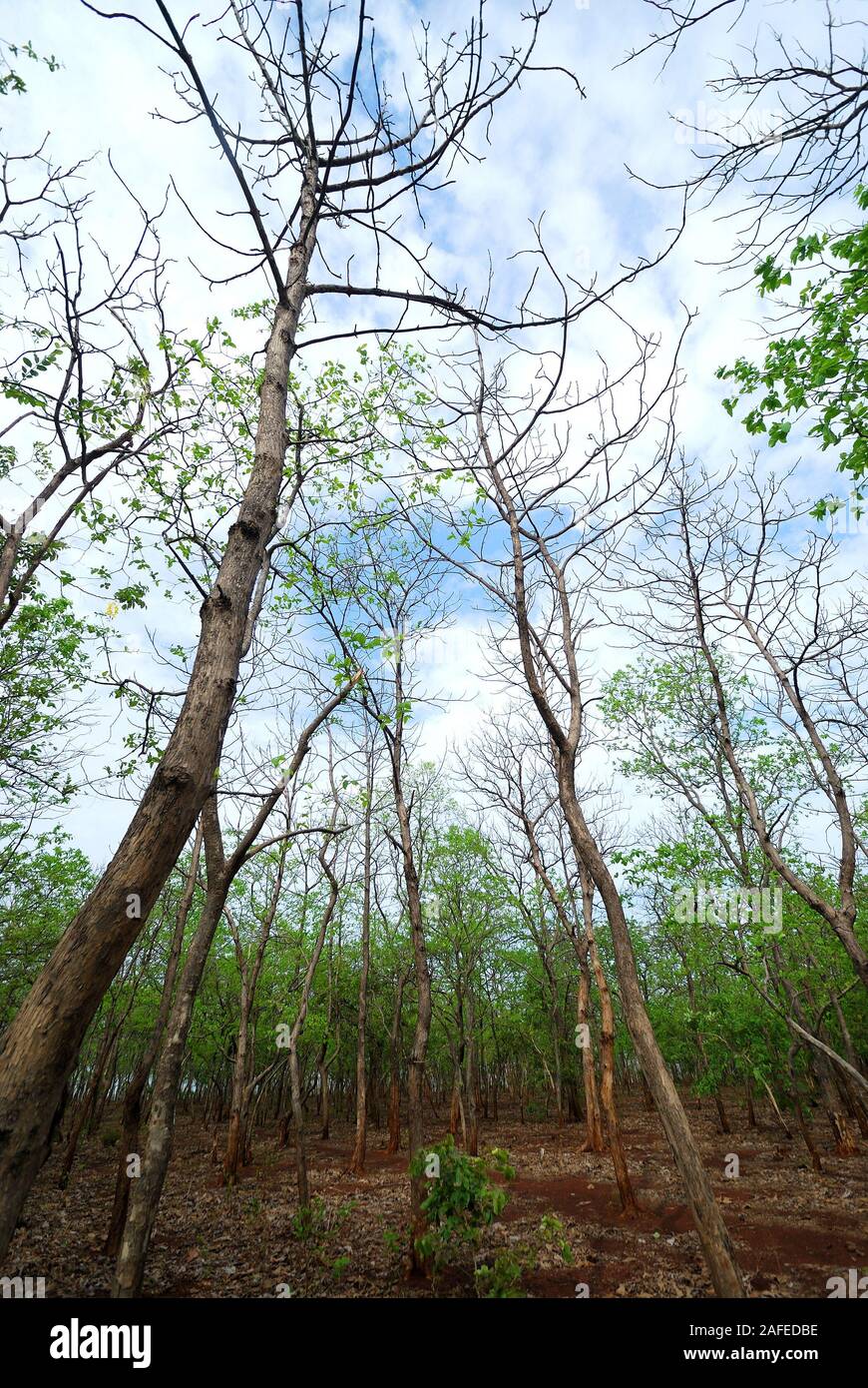 Beautiful Landscape with trees Stock Photo - Alamy