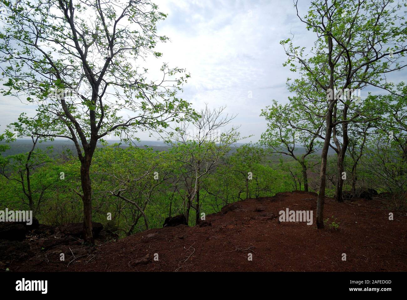 Beautiful Landscape with trees Stock Photo - Alamy