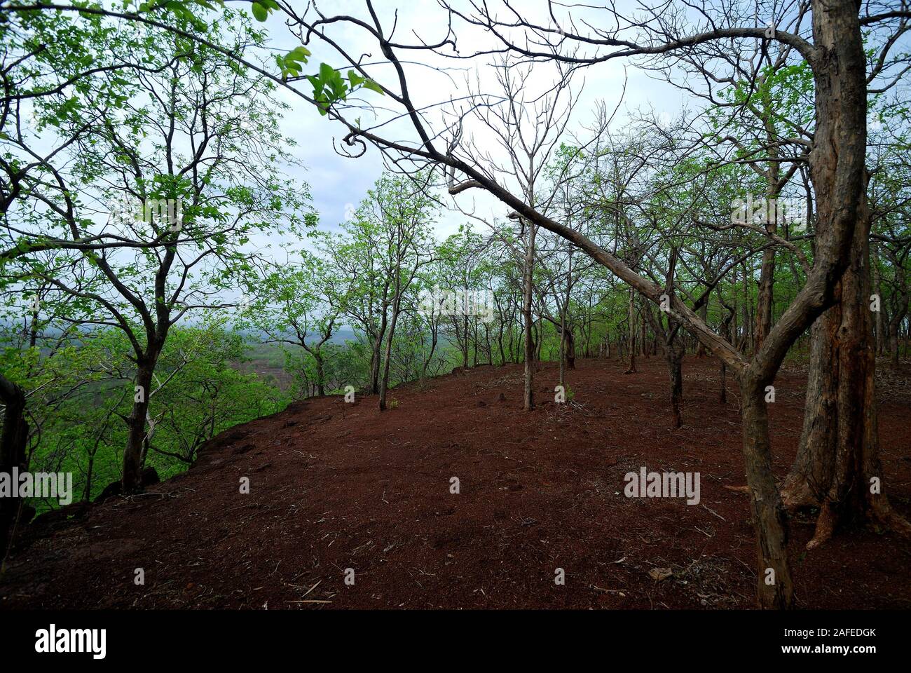 Beautiful Landscape with trees Stock Photo - Alamy