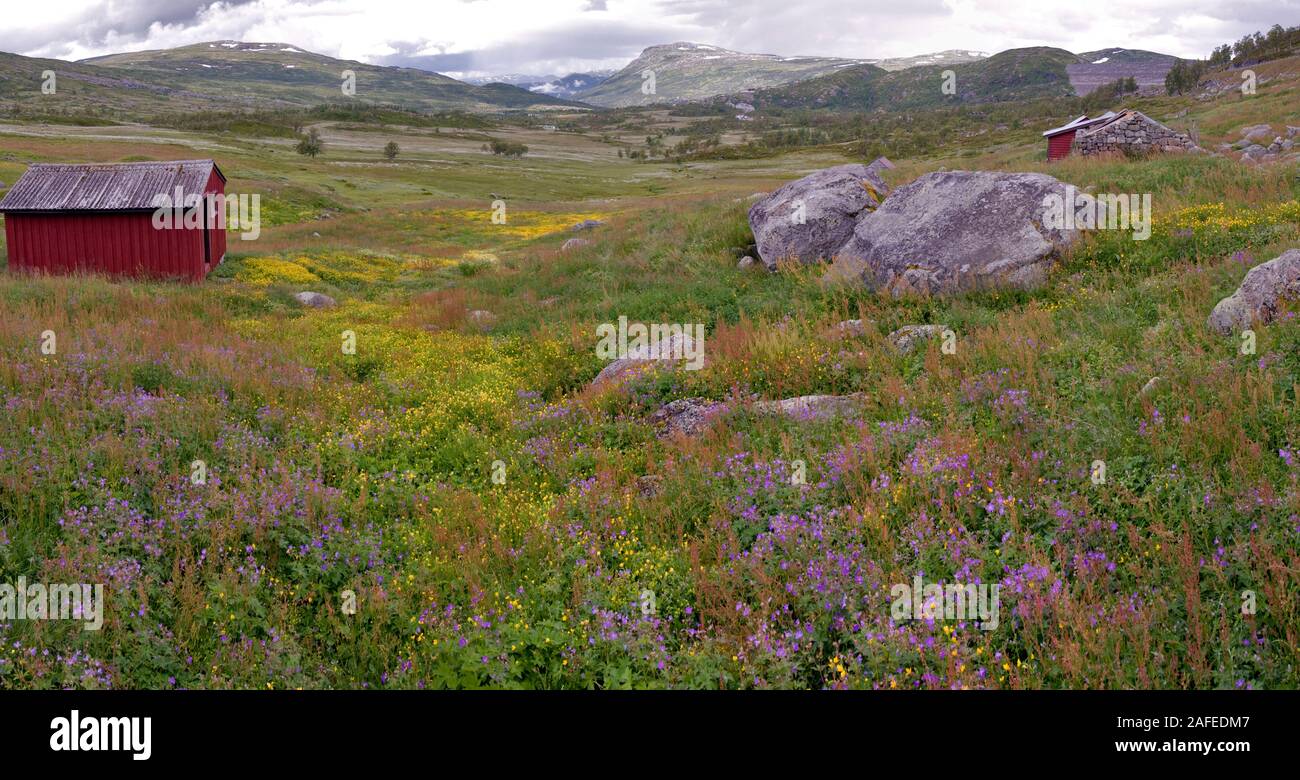 Summer scenery from northern Hrdangervidda, Buskerud county, Norway ...