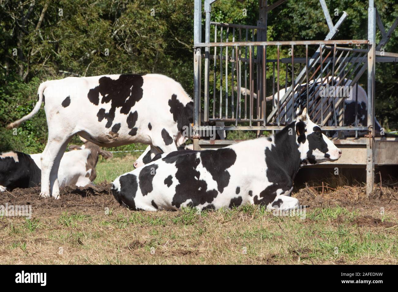 Rack cow hi-res stock photography and images - Alamy