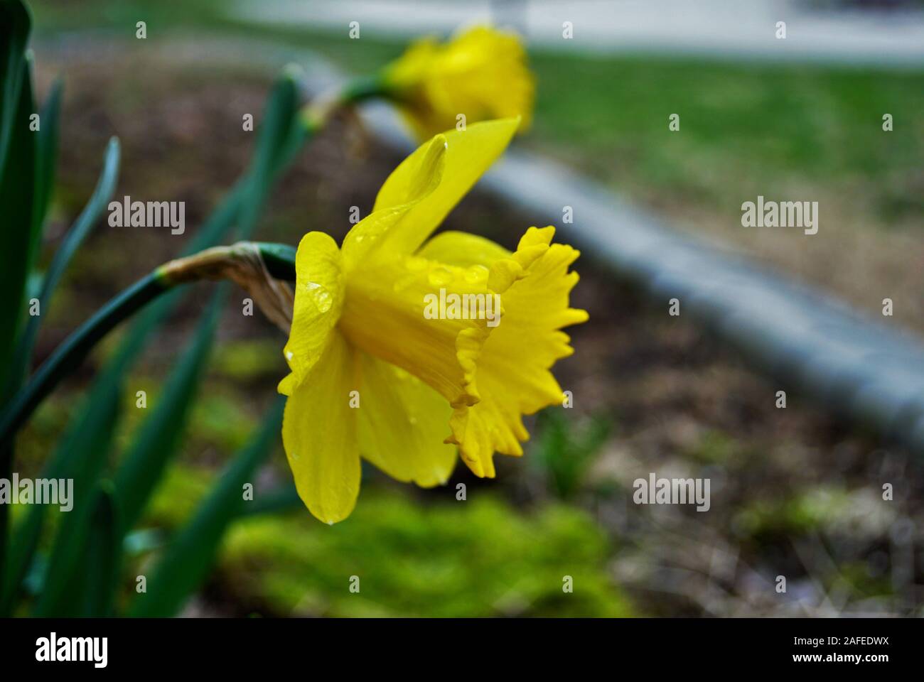 Daffodil in countryside close hi-res stock photography and images - Alamy
