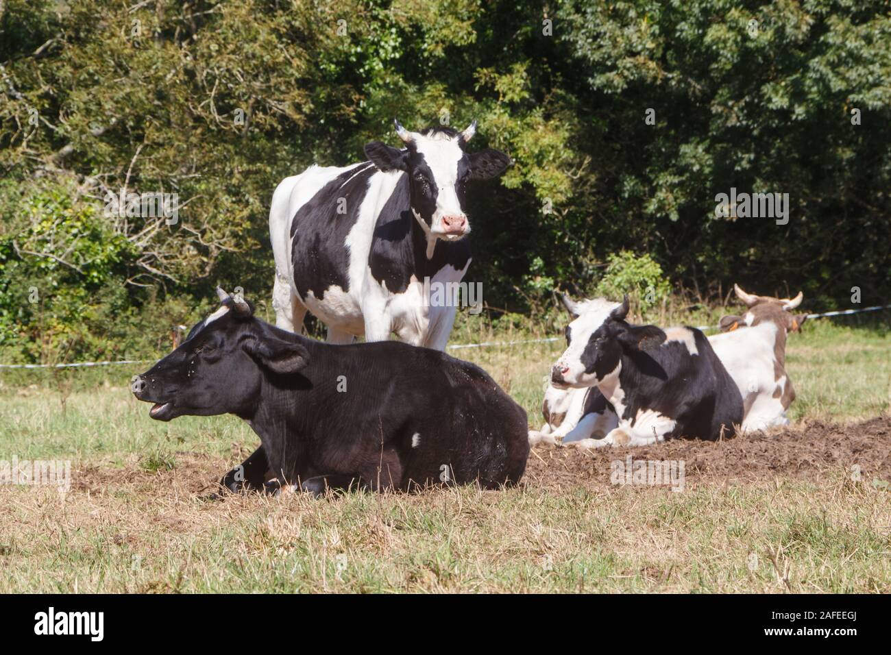 Holstein cow and calf hi-res stock photography and images - Alamy