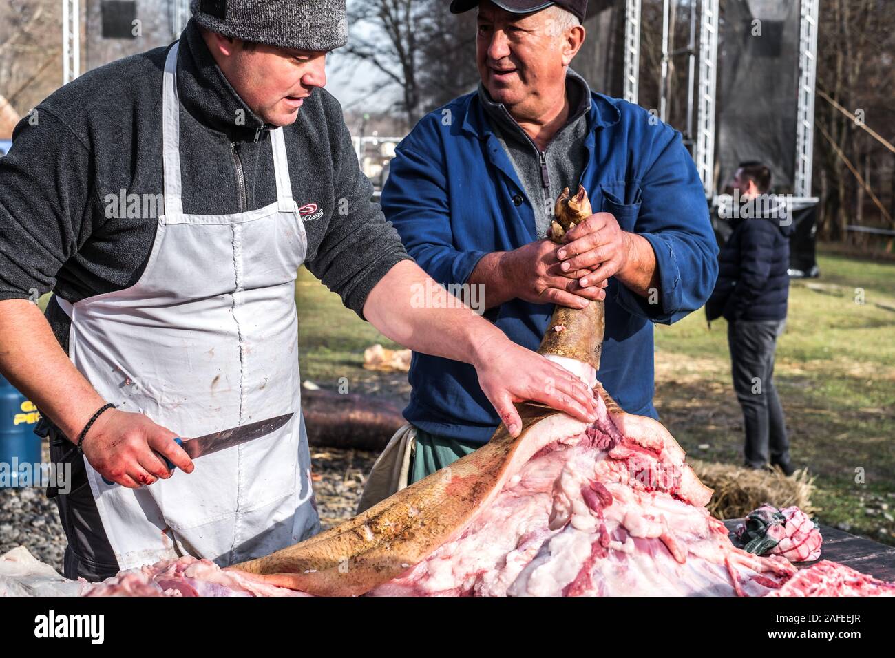 Sibiu, Romania - December 14, 2019. Butchers slaughtering a pig ...