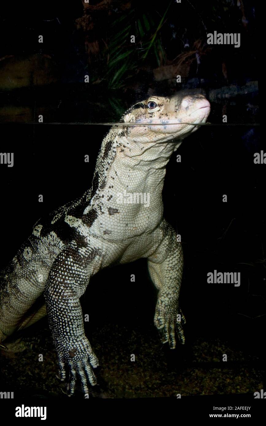 Big lizard hi-res stock photography and images - Alamy