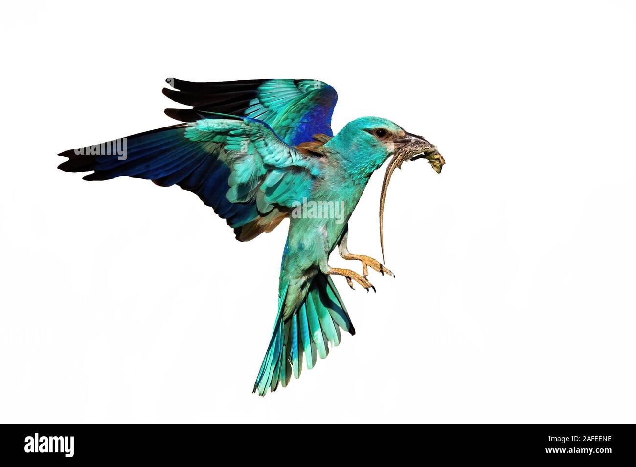 European roller bird flying and hunting isolated on white background ...