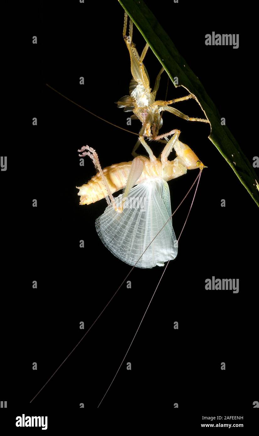 A Katydid is molting in the rainforest of Daintree, North-Queensland ...