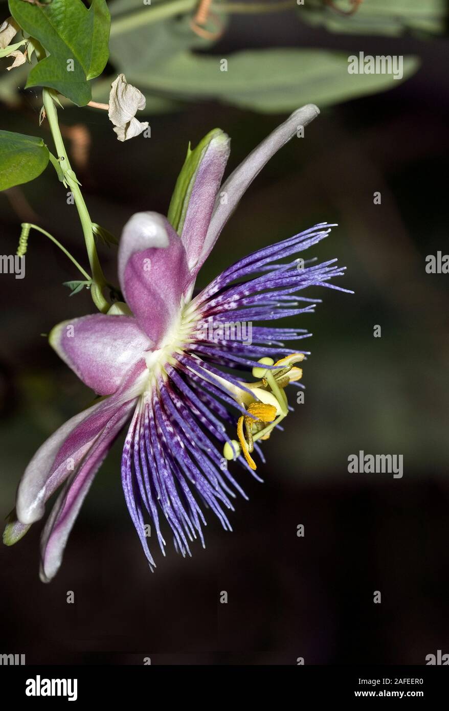 Purple Passionflower, Passiflora incarnata Stock Photo - Alamy